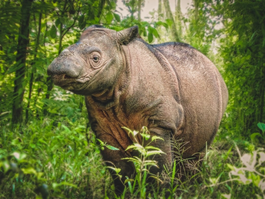 Ulang Tahun Badak Sumatera Betina Delilah ke-2 – Yayasan Badak Indonesia