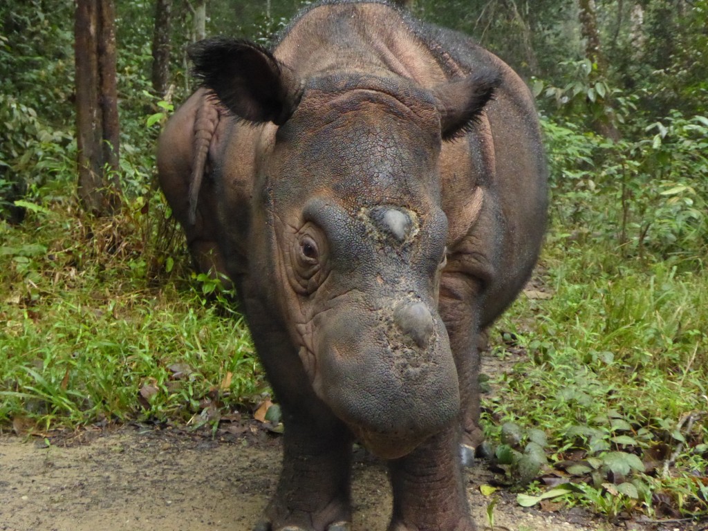 Badak Sumatera Delilah Ulang Tahun Ke-3 – Yayasan Badak Indonesia