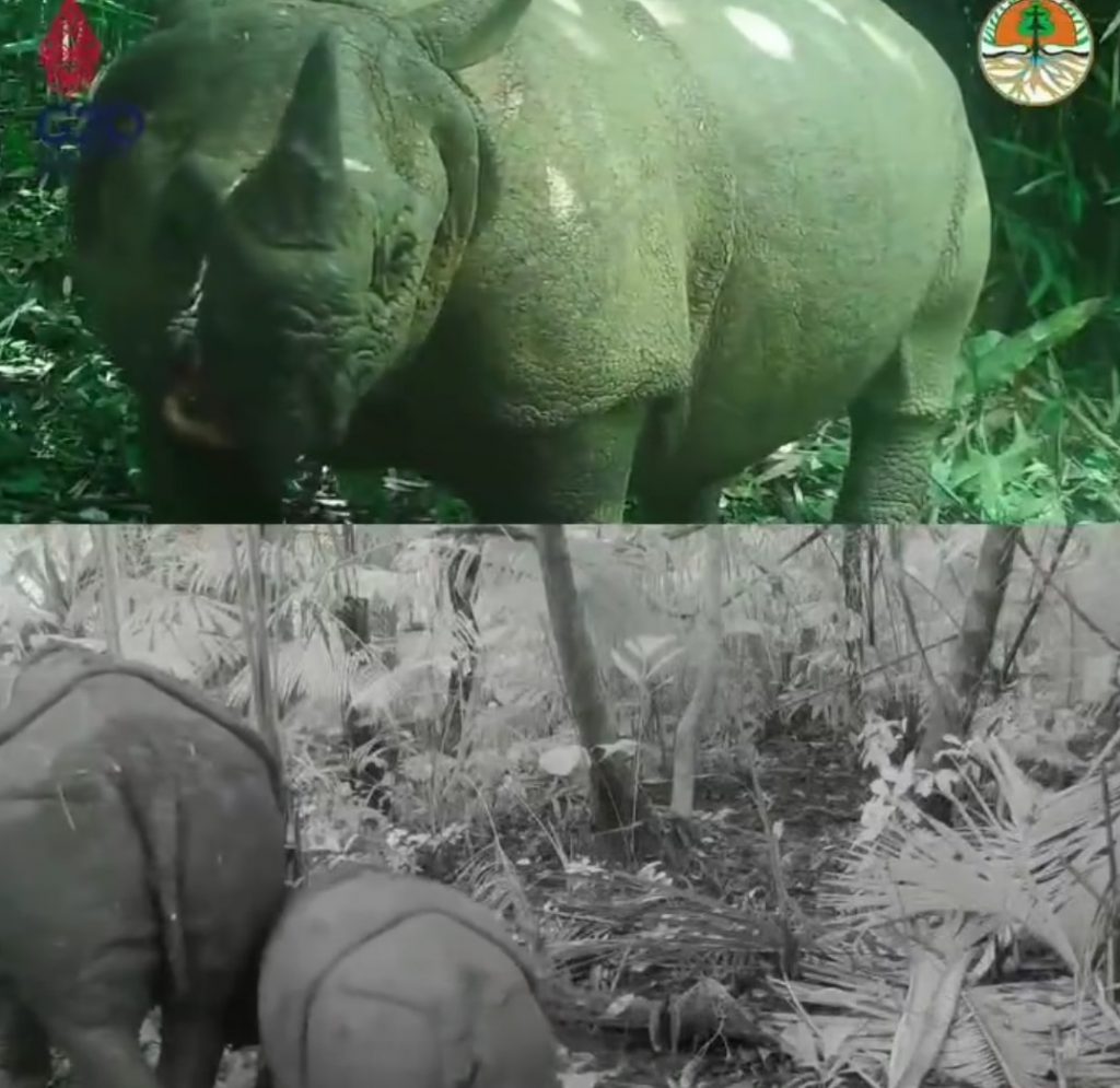 Satu Anak Badak Jawa Lahir Lagi di Taman Nasional Ujung Kulon – Yayasan ...