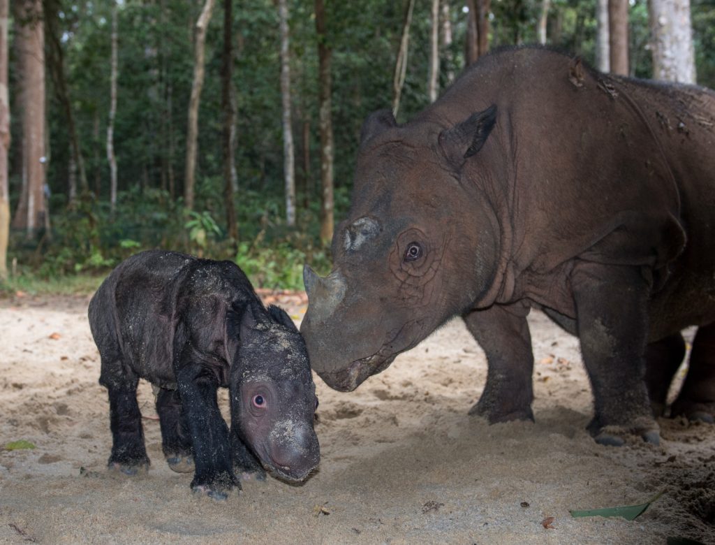 Ratu Dan Andalas, Sepasang Badak Sumatera Yang Sukses Hasilkan Tiga ...