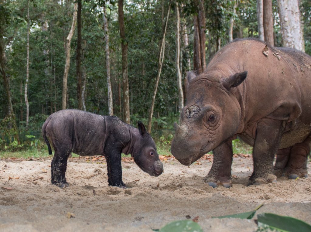 Ratu Dan Andalas, Sepasang Badak Sumatera Yang Sukses Hasilkan Tiga ...